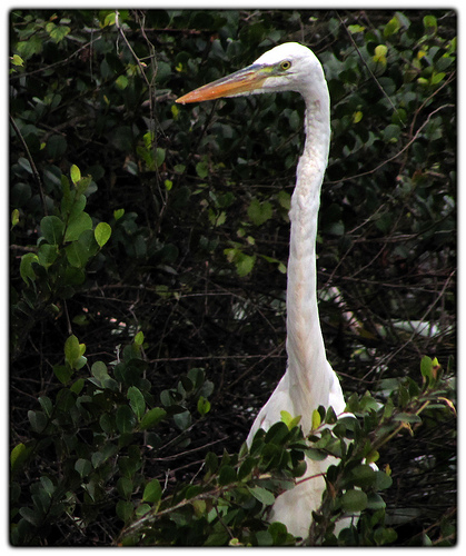 Great White Heron – South Florida Wildlife Photographer