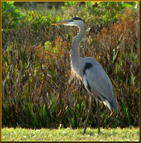 The Great Blue Herons of South Florida – South Florida Wildlife ...