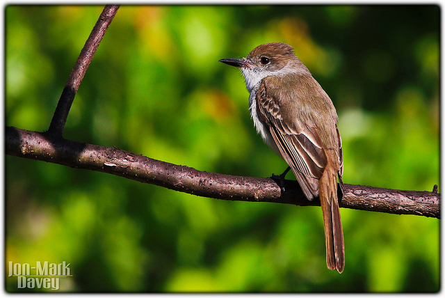 Bahamian Flycatcher, Rare in Florida – South Florida Wildlife Photographer