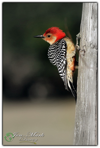 Red-Bellied Woodpecker – South Florida Wildlife Photographer