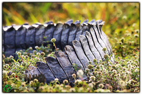 Wildlife Composite – South Florida Wildlife Photographer